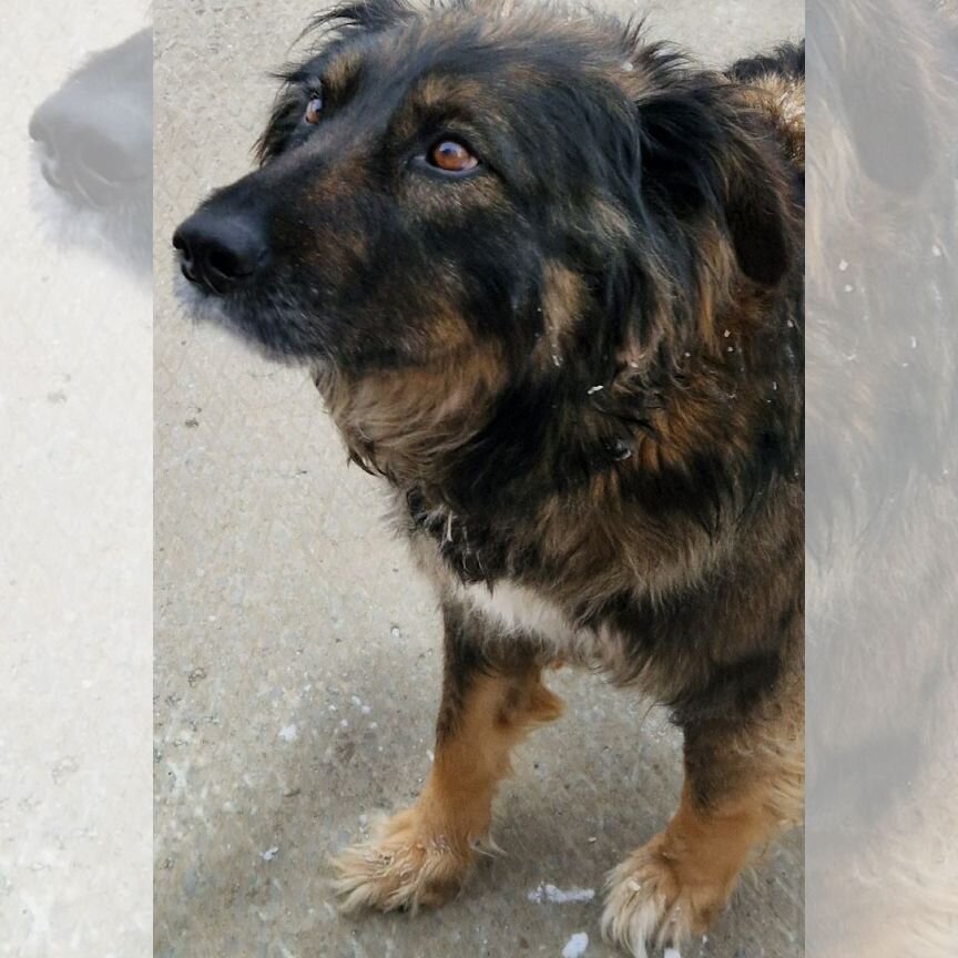 Взрослая собака в добрые руки