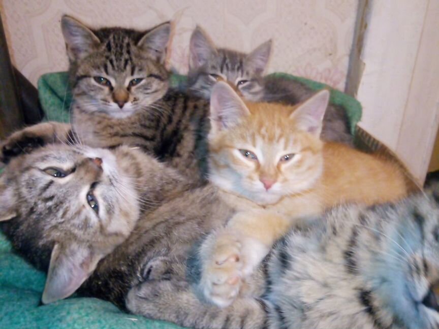 Отдам котенка в добрые руки