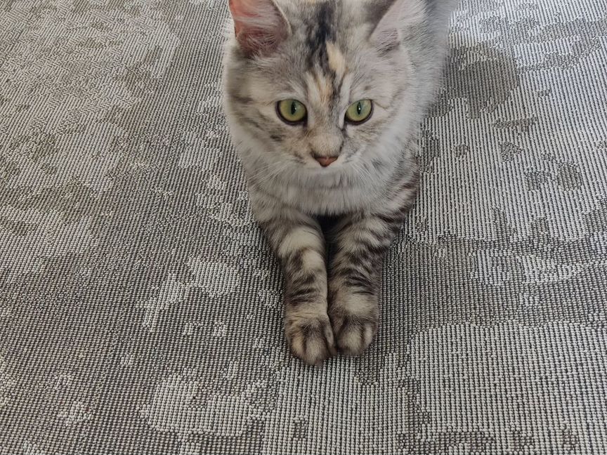 Курильский бобтейл вязка кошки