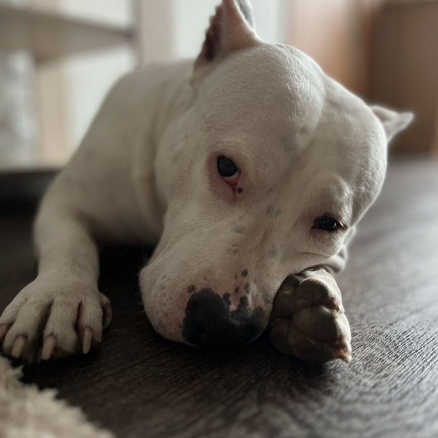 Щенки чистокровного американского стаффордшира