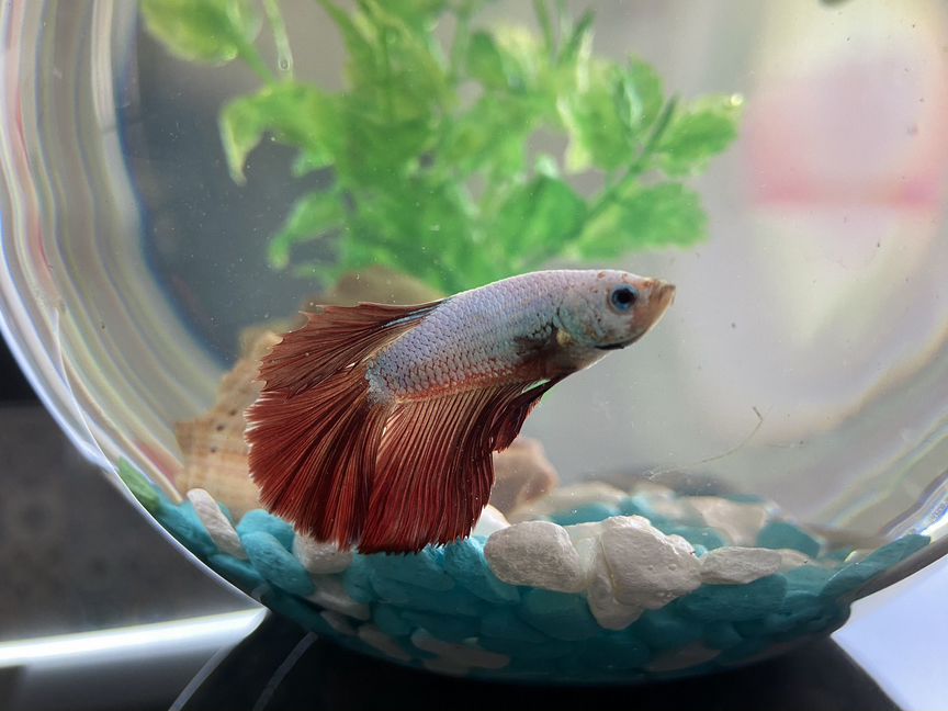 Рыбка петушок с аквариумом