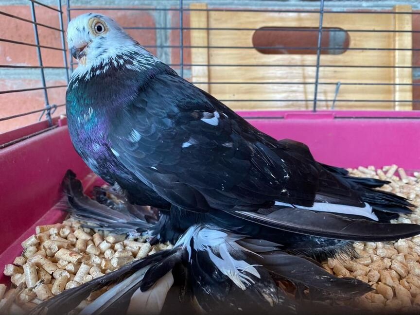 Продажа голубей