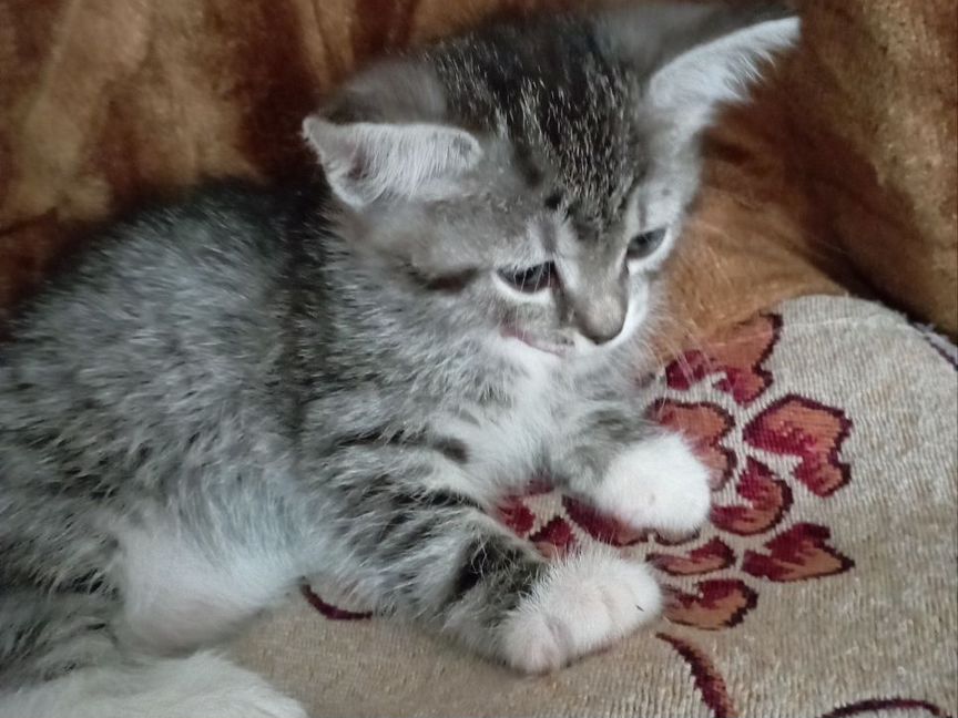 Котята