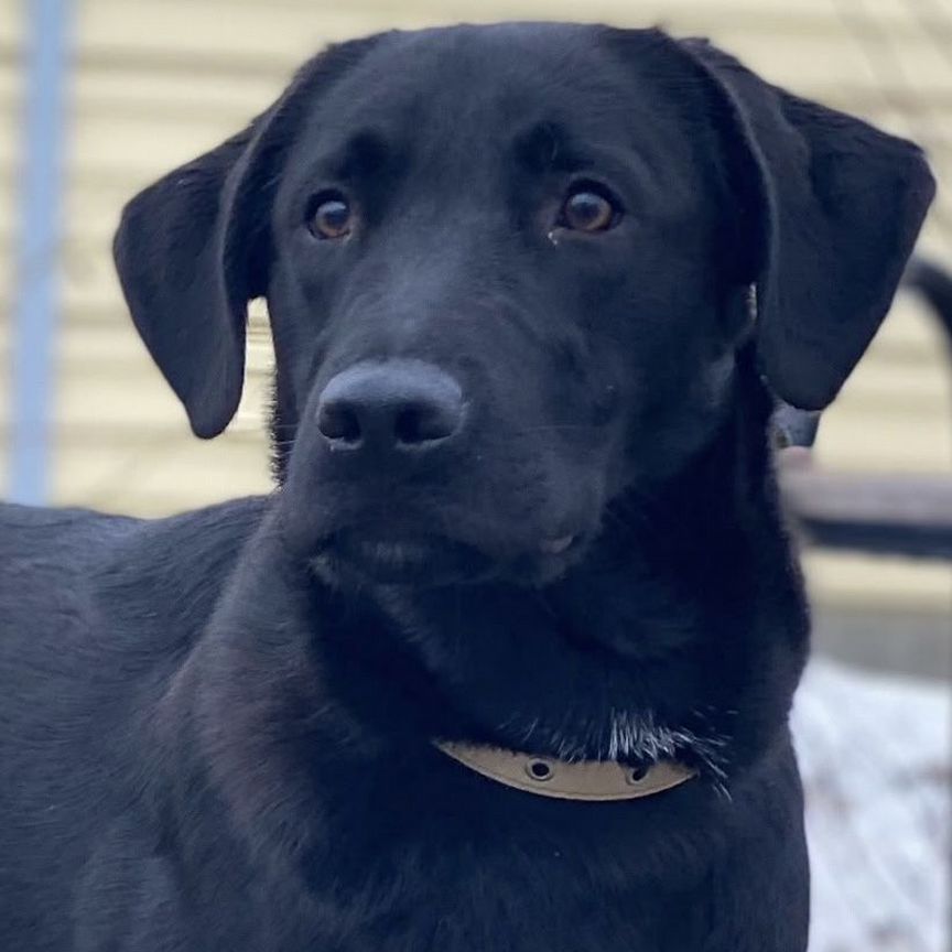 Лабрадор-ретривер, щенок