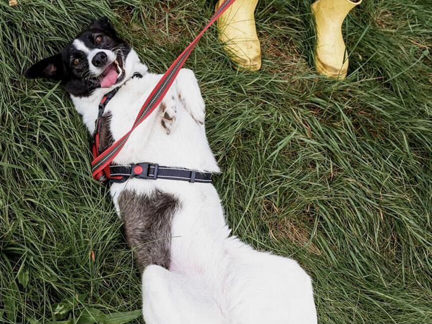 Маленькая собака из приюта