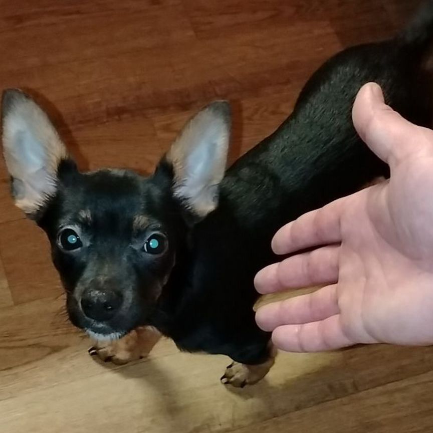 Русский той-терьер, щенок