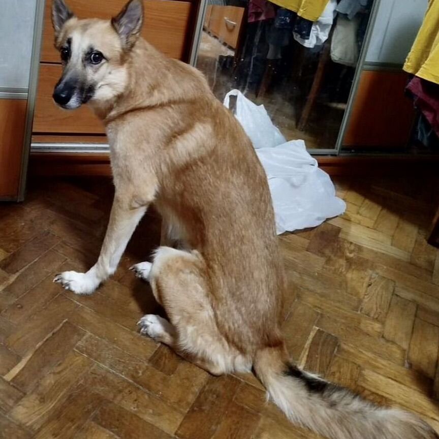 Собака в беде в добрые руки