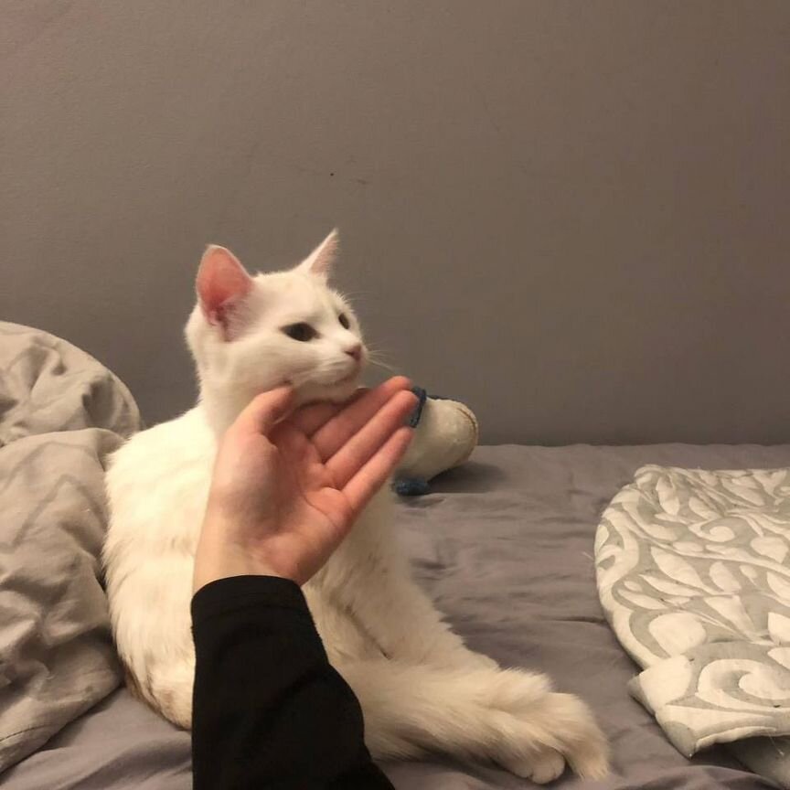 Кошечка Тиффани