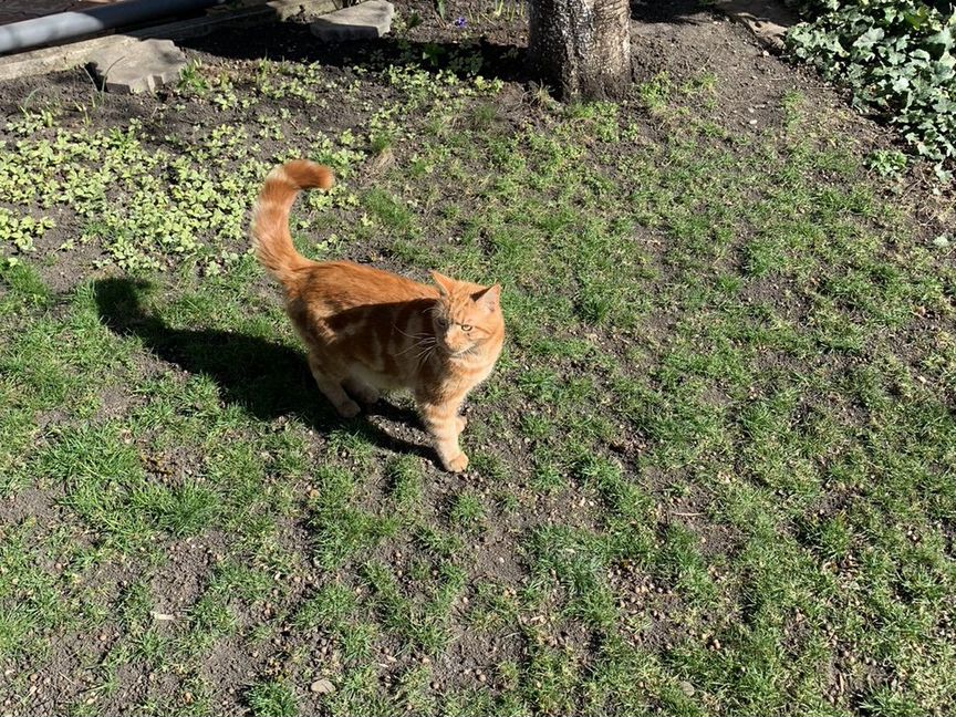 Кошка с котятами