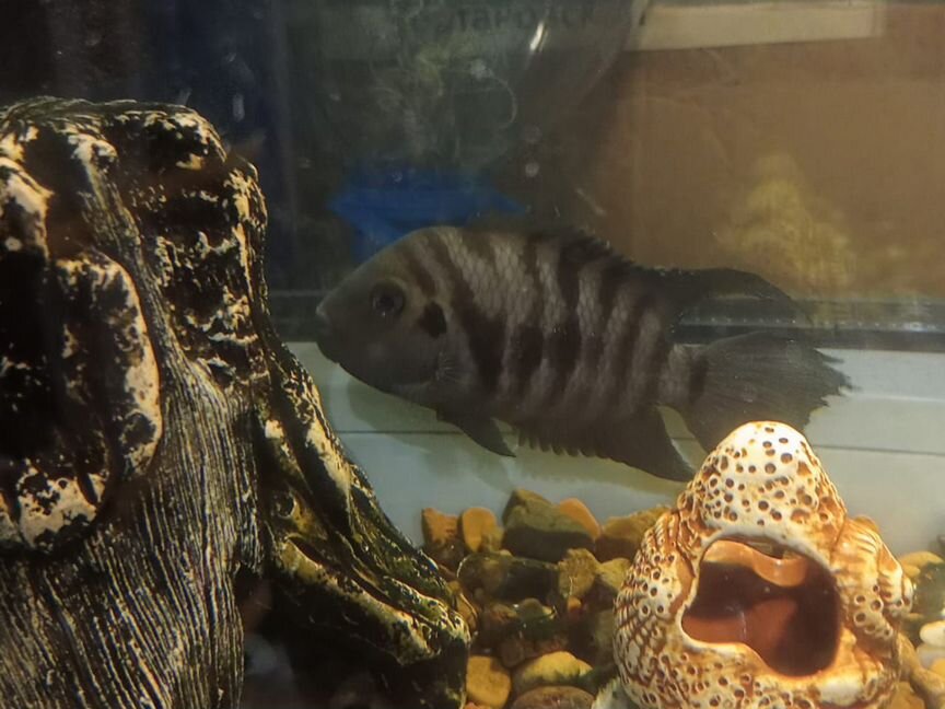 Цихлазома чернополосая 7-8см