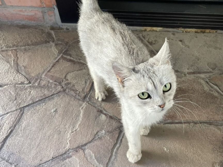 Кошка в добрые руки