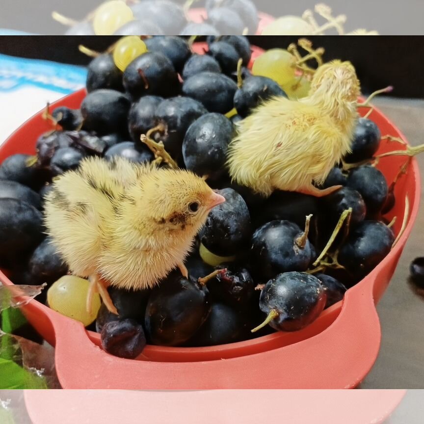 Перепелята