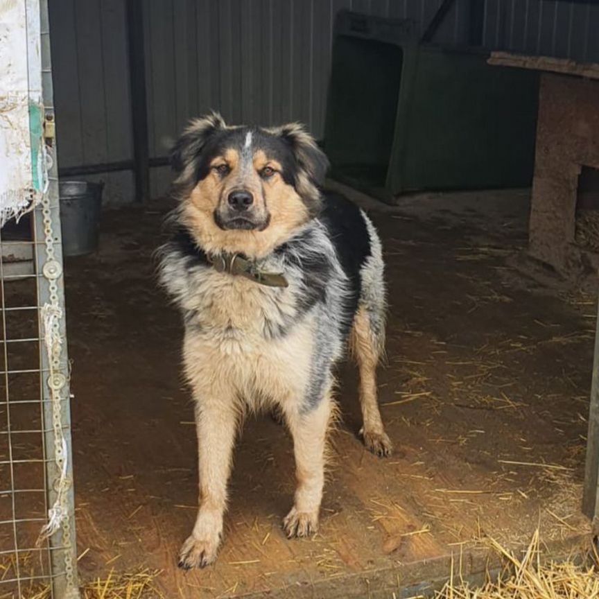 Собака Мишенька