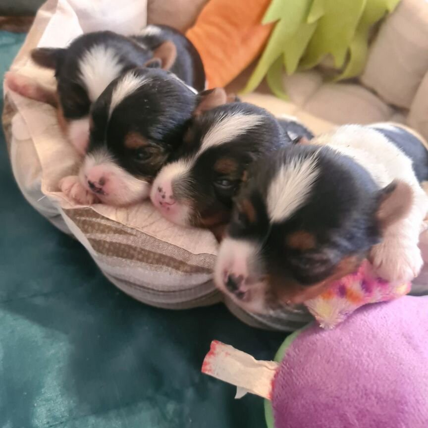 Щенки бивера