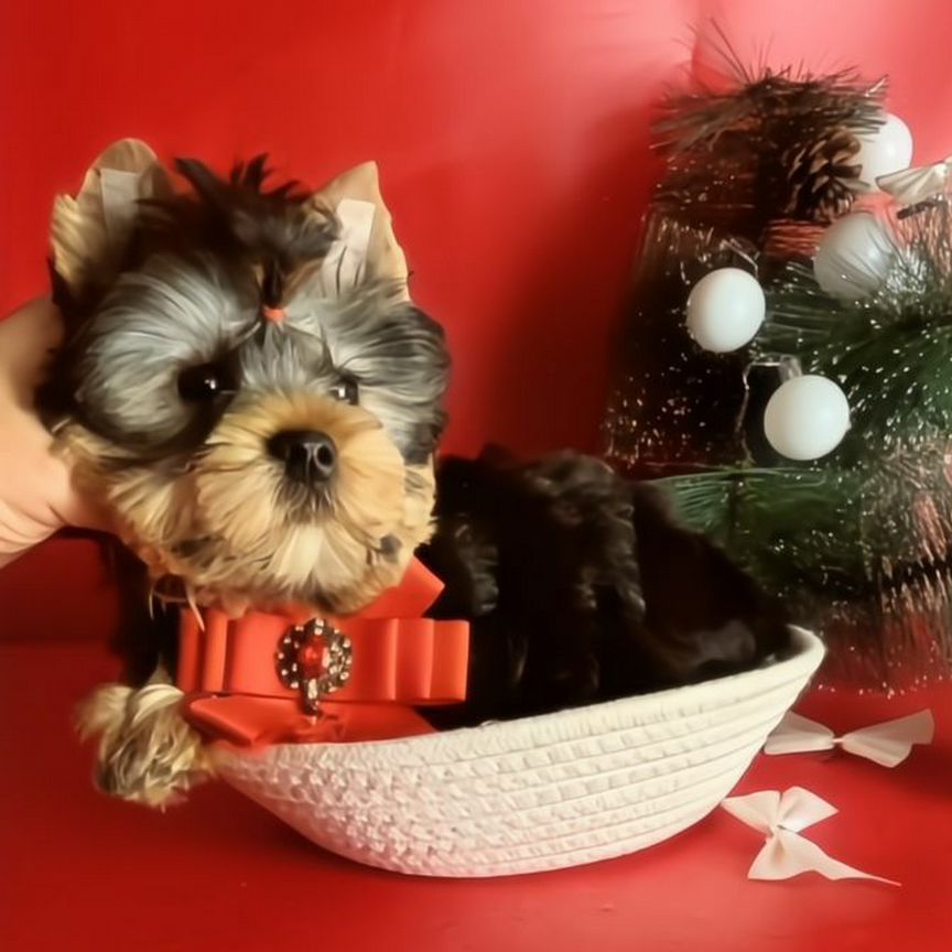 Йоркширский терьер, щенок