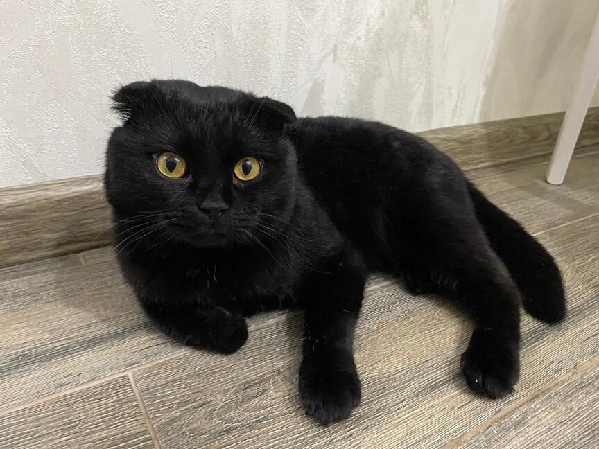 Шотландский веслоухий кот