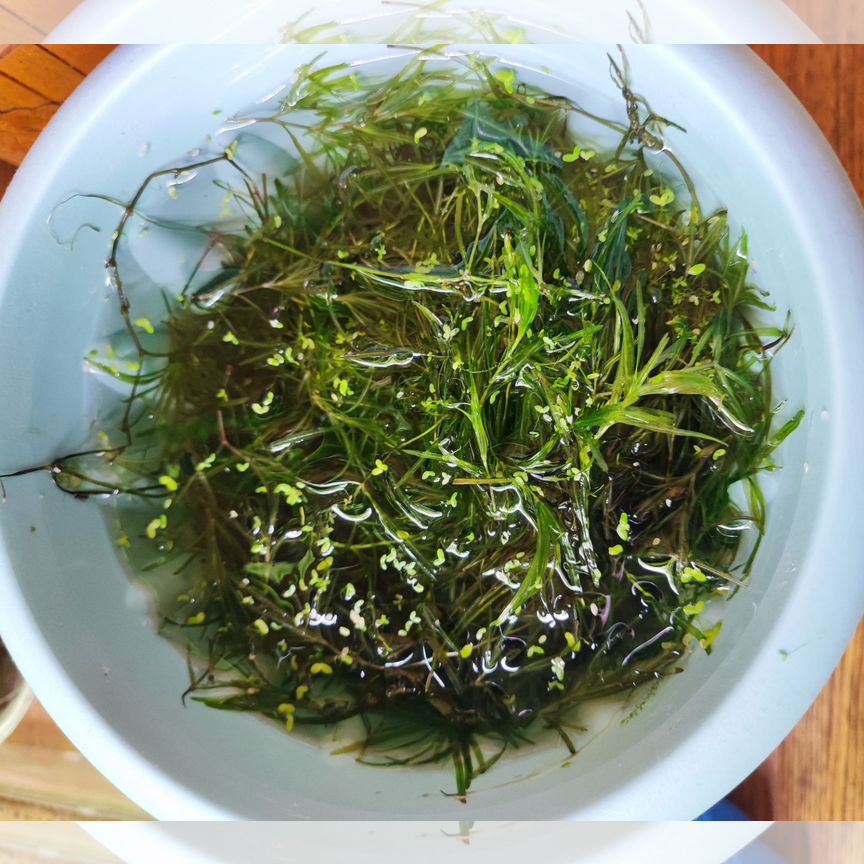 Аквариумные растения