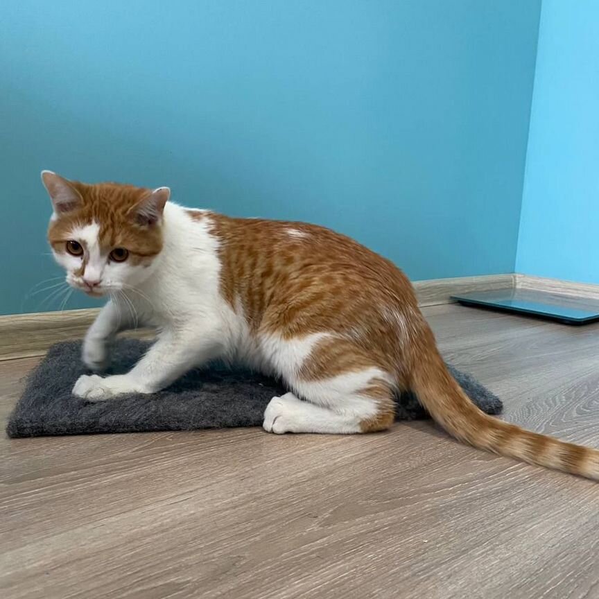 Котик. Домашний. Волгоград. Ищем ручки