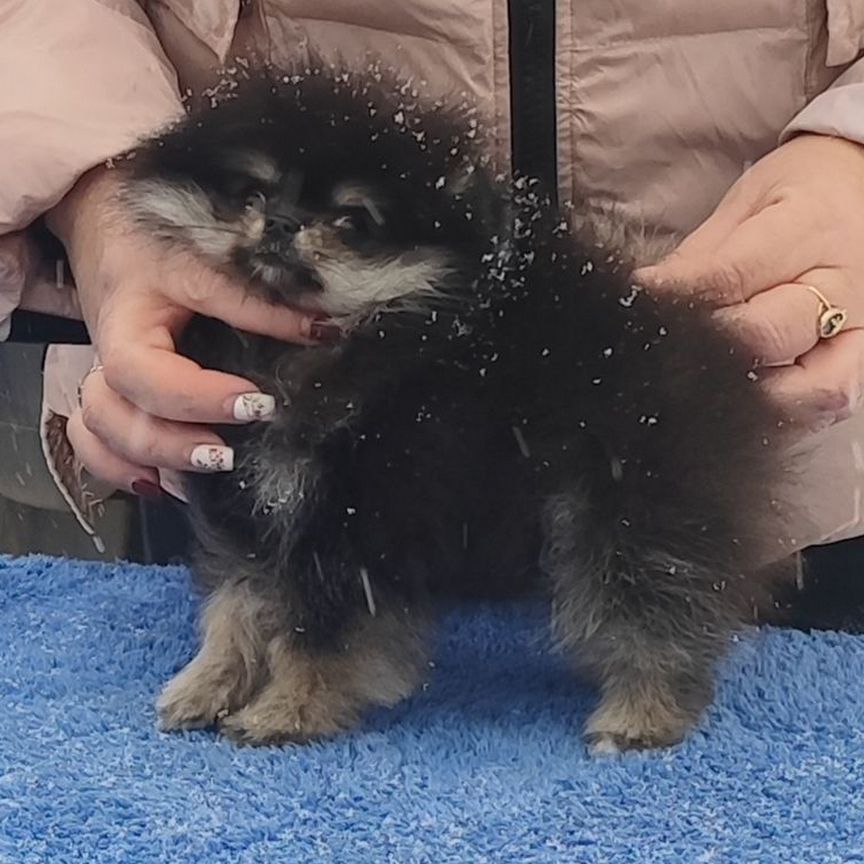 Померанский шпиц, щенок