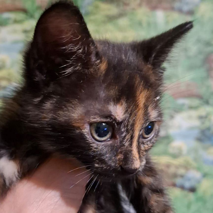 Кошка мышеловка бесплатно