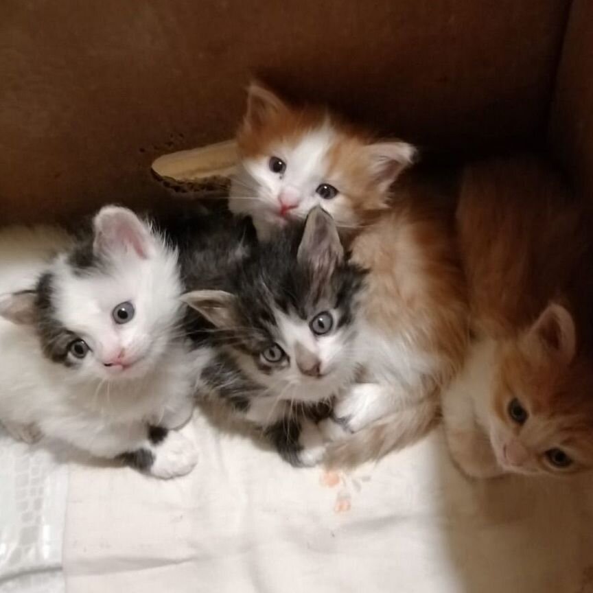 Котята в добрые руки