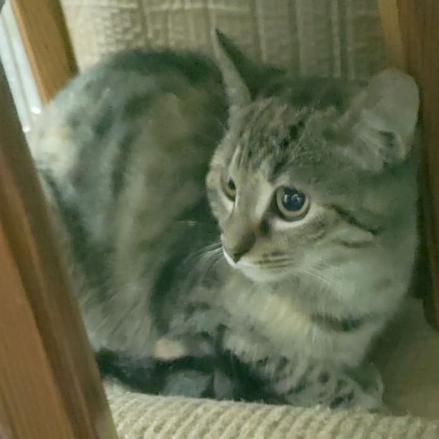 Котенок девочка 5 месяцев
