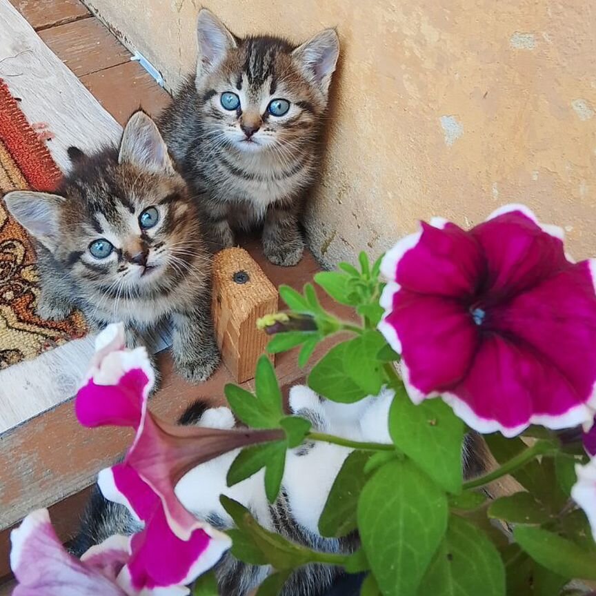 Котята в добрые руки