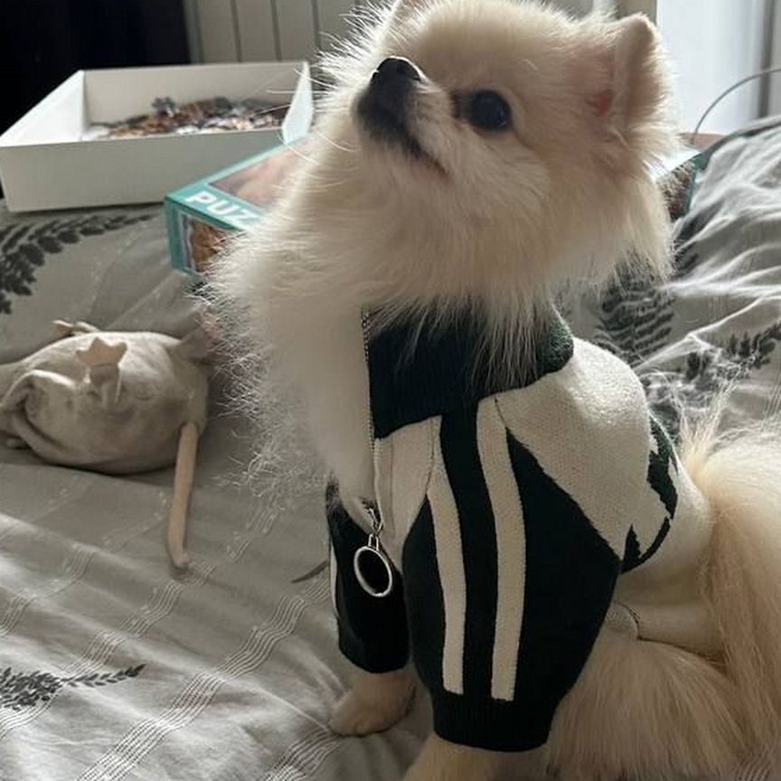 Свитер для собак