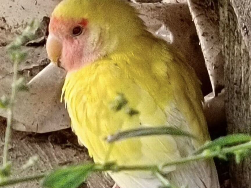 Попугай неразлучник