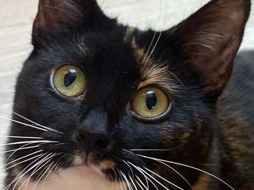 Кошка 1год. Ищет дом. Ее бросили и предали