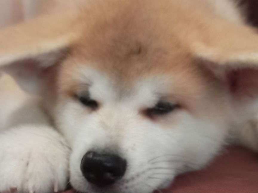 Щенки акита ину