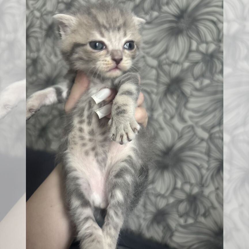 Шотландский вислоухий короткошёрстный котёнок
