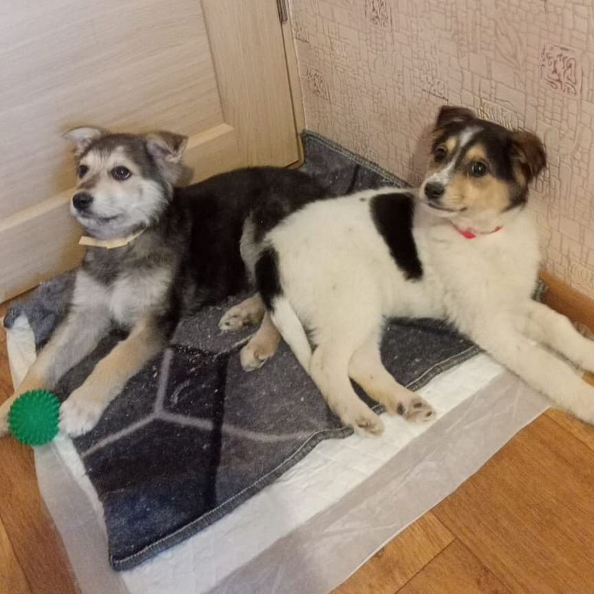 Щенок в добрые руки