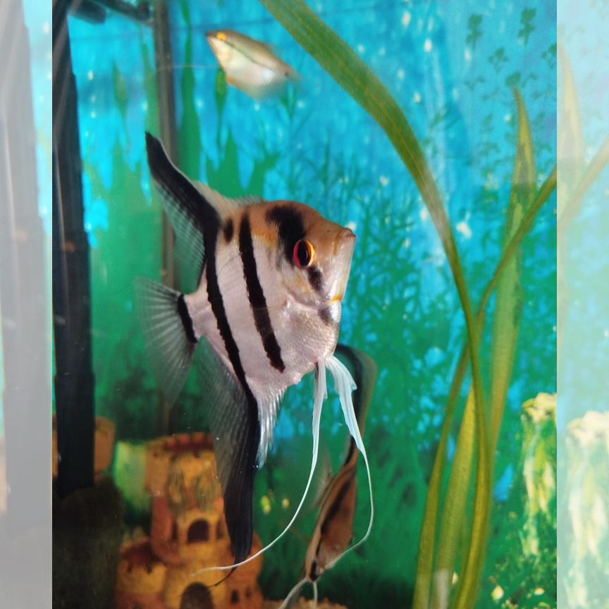 Скалярия большая