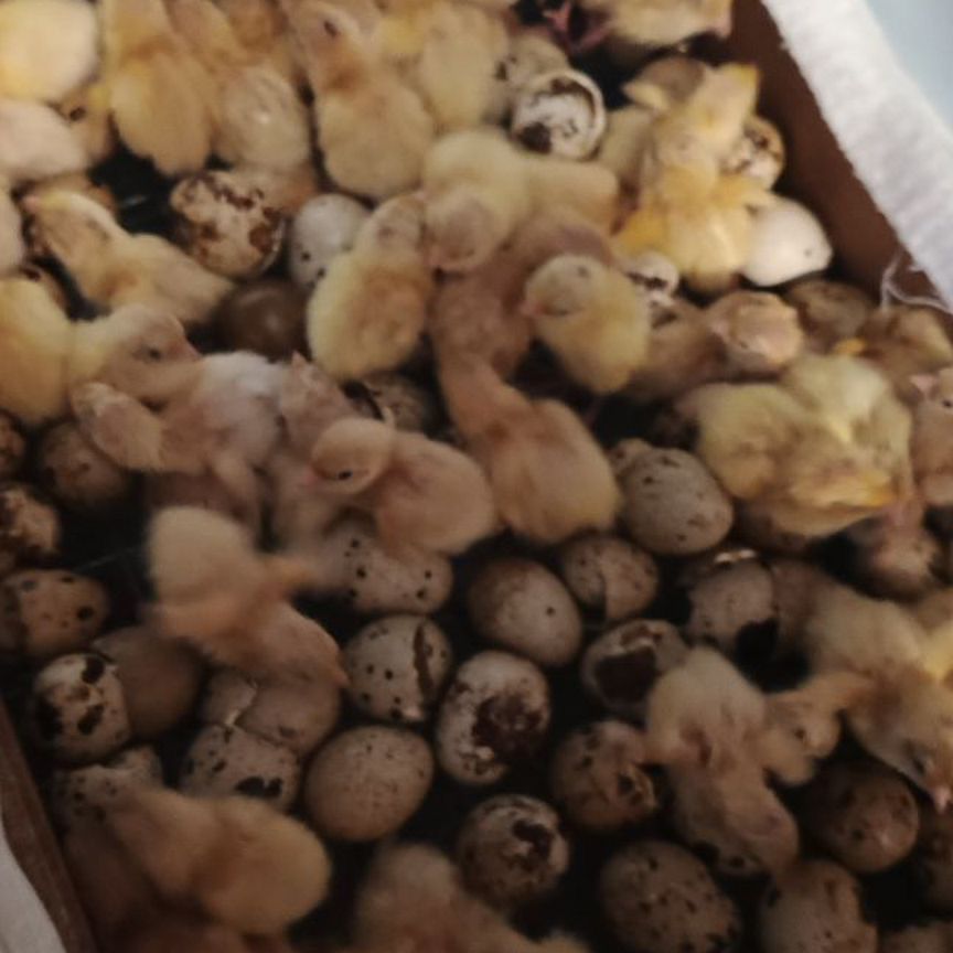 Перепелята