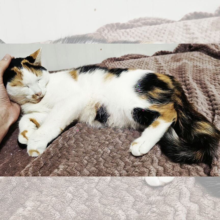 Взрослая кошка от частного владельца