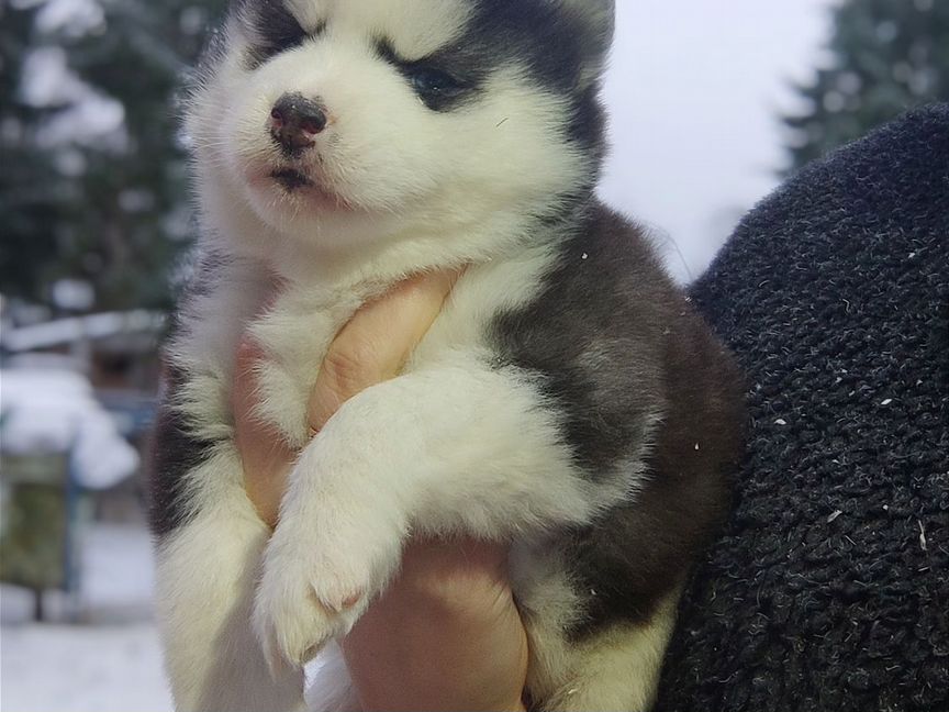 Девочка Помски