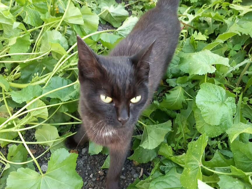 Кошка брошена на даче