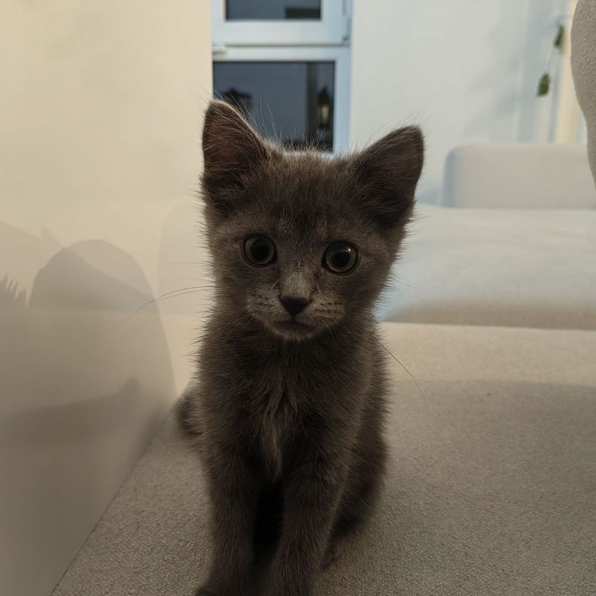 Британский котенок (девочка)