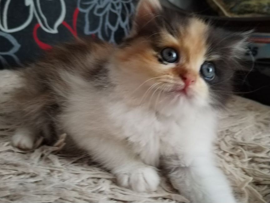 Кошка богатка