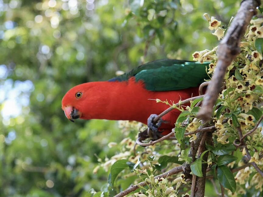 Королевский попугай