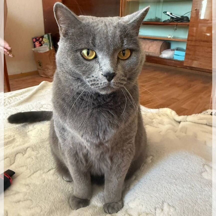 Британская короткошёрстная, взрослая кошка