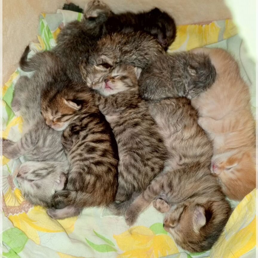 Котята в добрые руки