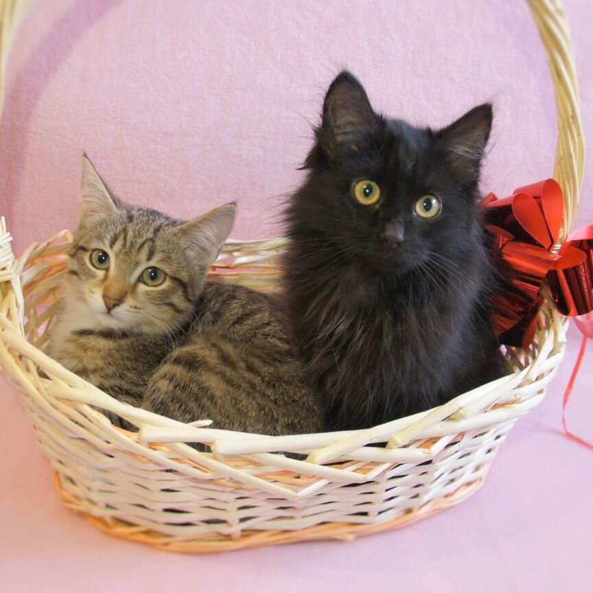 Котята девочки