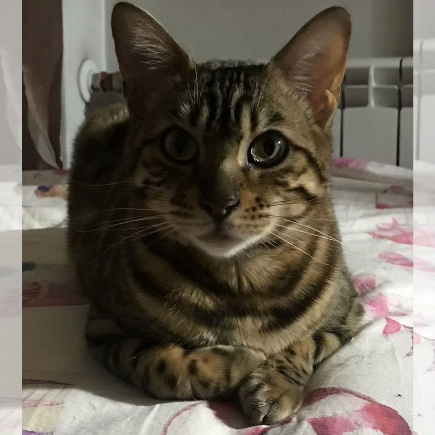 Бенгальская, взрослая кошка