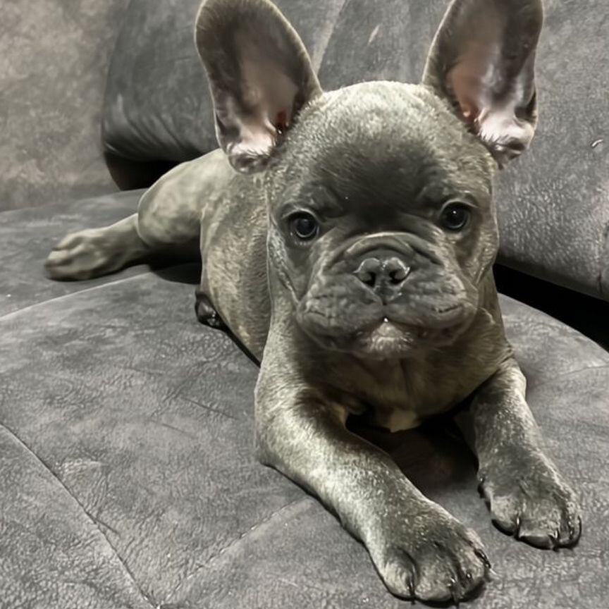 Французский бульдог, щенок