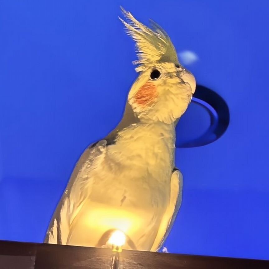 Попугай корелла