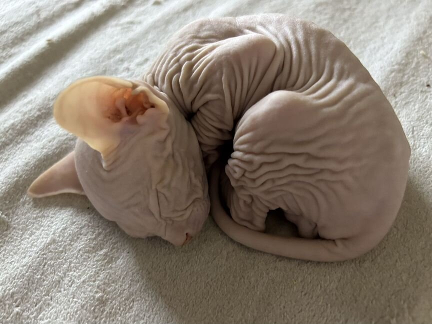 Котята