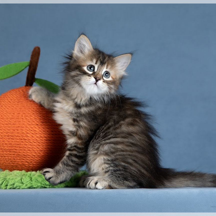 Сибирский котёнок