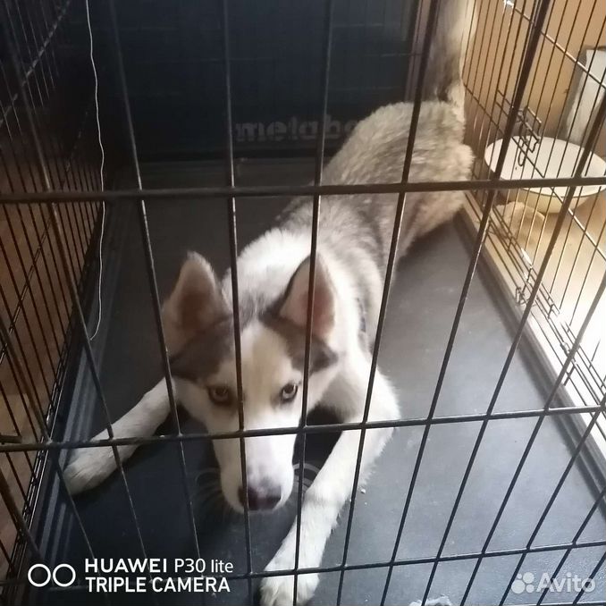 Чук Хаски 7 месяцев все справки есть о состоянии